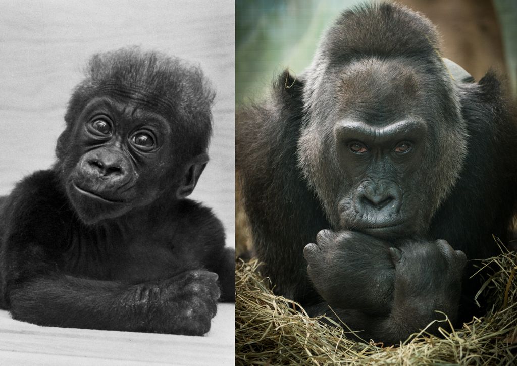 Happy Birthday, Colo! World's Oldest Gorilla Celebrates 60th | Live Science