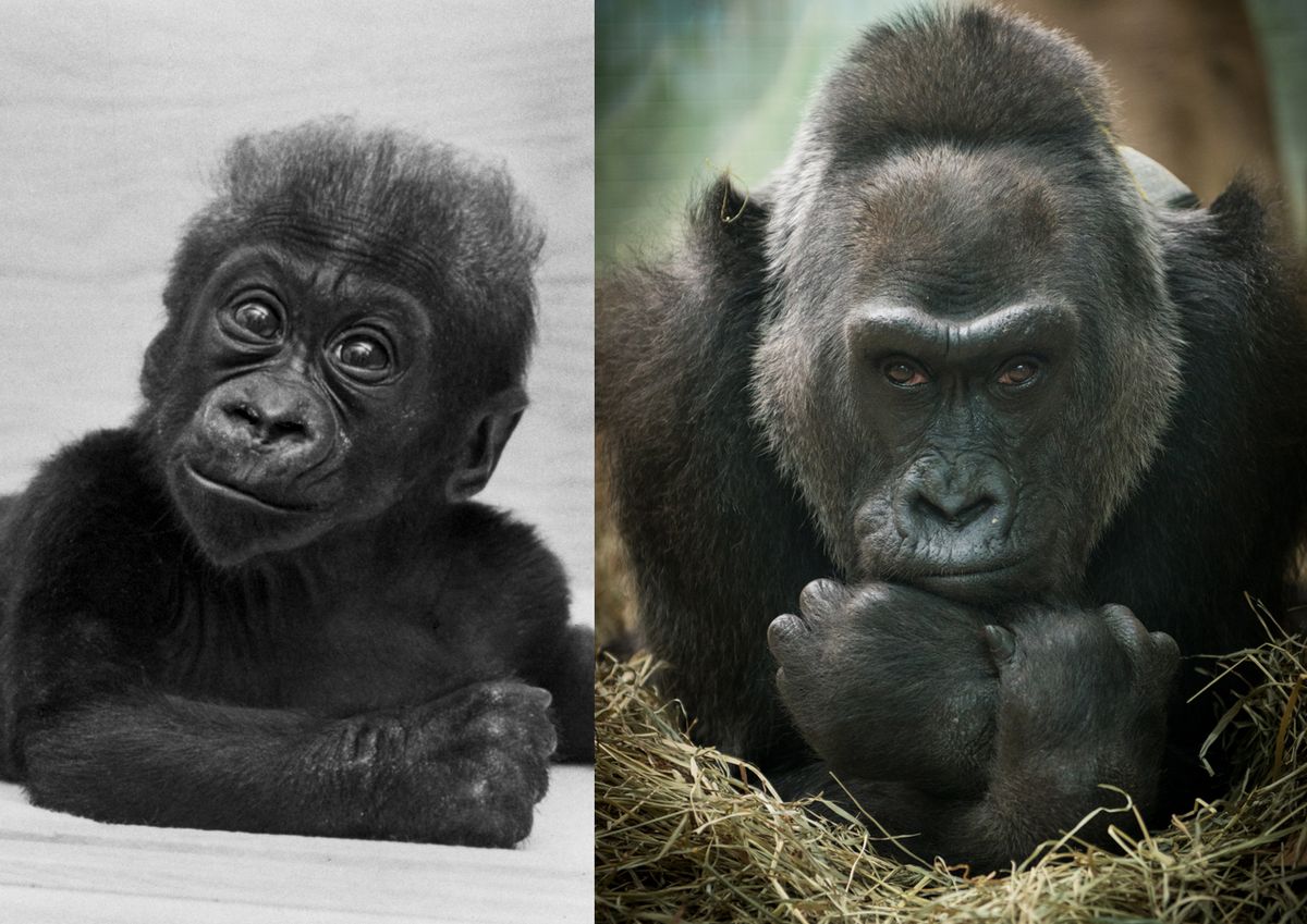 Happy Birthday, Colo! World's Oldest Gorilla Celebrates 60th | Live Science