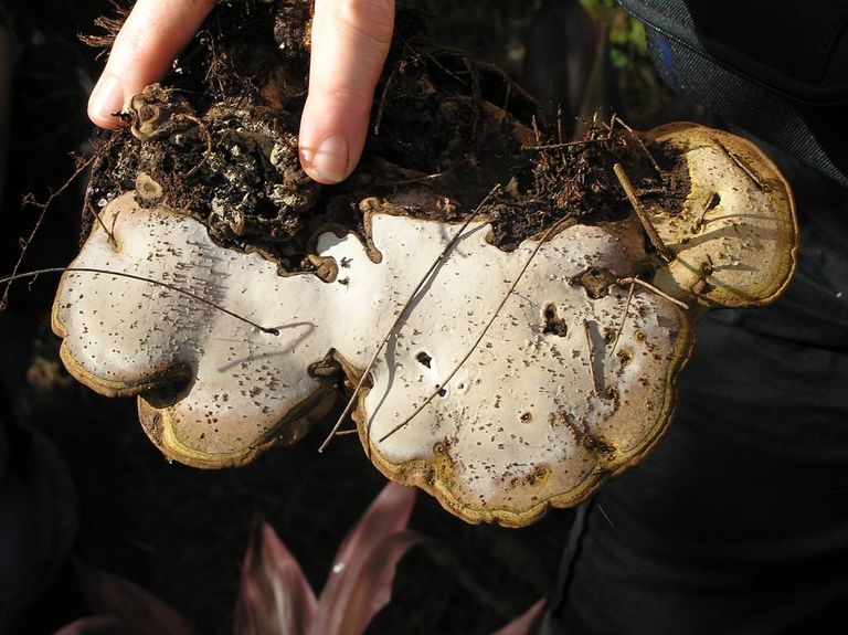 Recognizing Ganoderma Symptoms: Learn About Ganoderma Root Rot ...