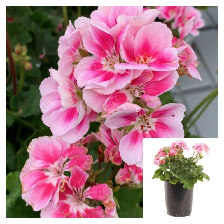 9 Expert-Approved Plants to Propagate in September | Livingetc