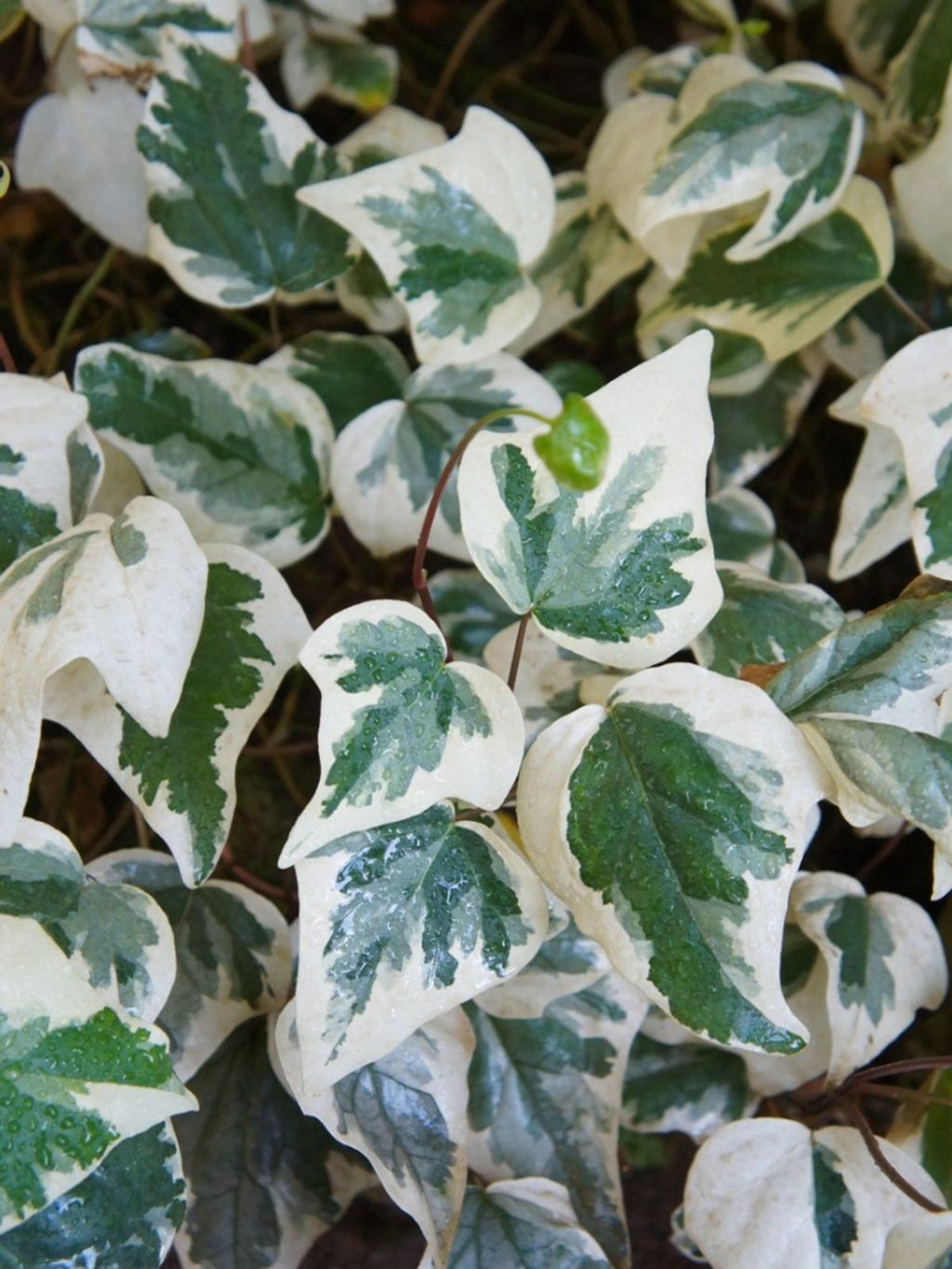 Algerian Ivy Information - How To Care For Algerian Ivy In The Garden ...