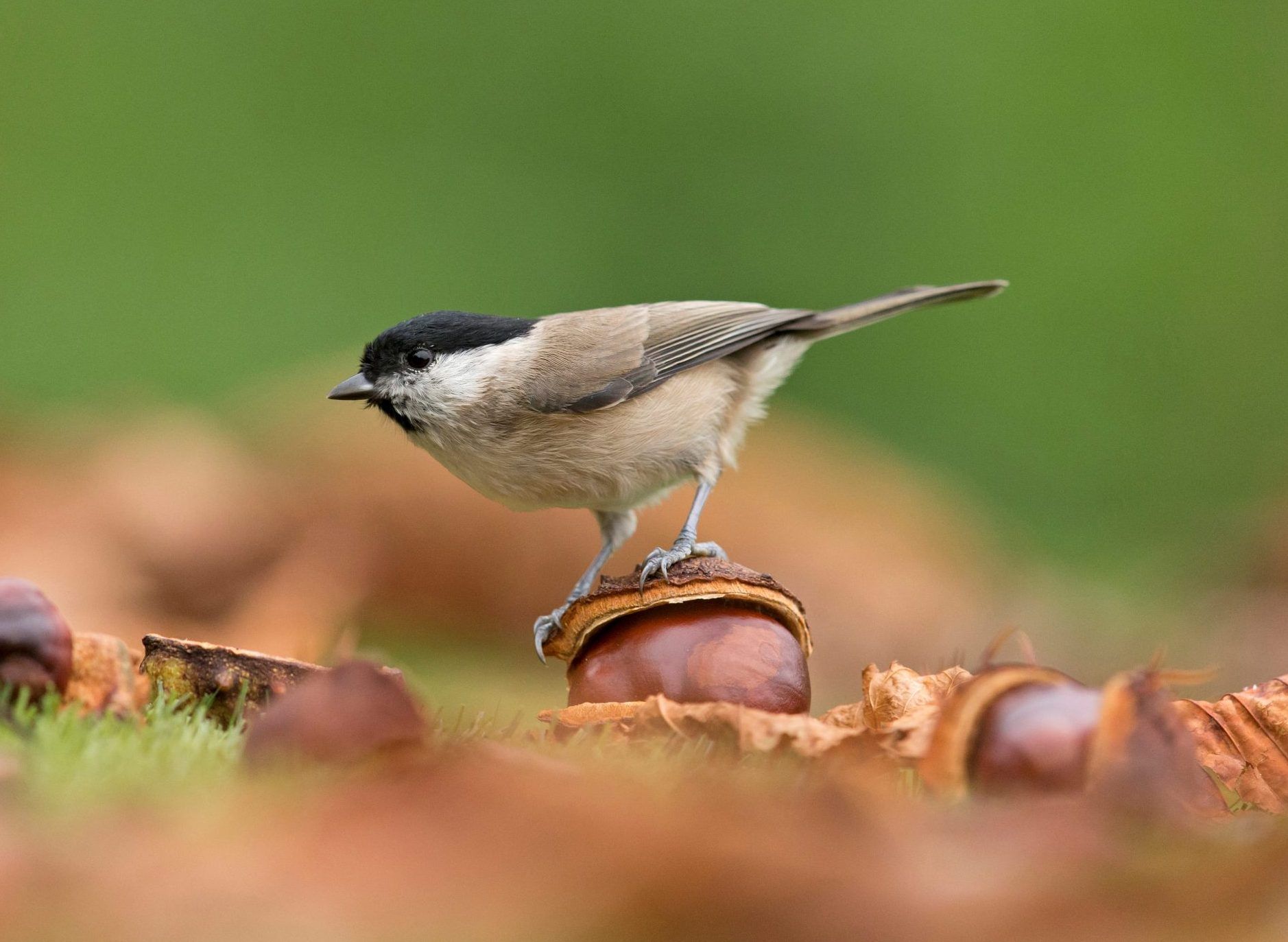 The 10 british songbirds at risk of extinction, from the turtle dove to ...