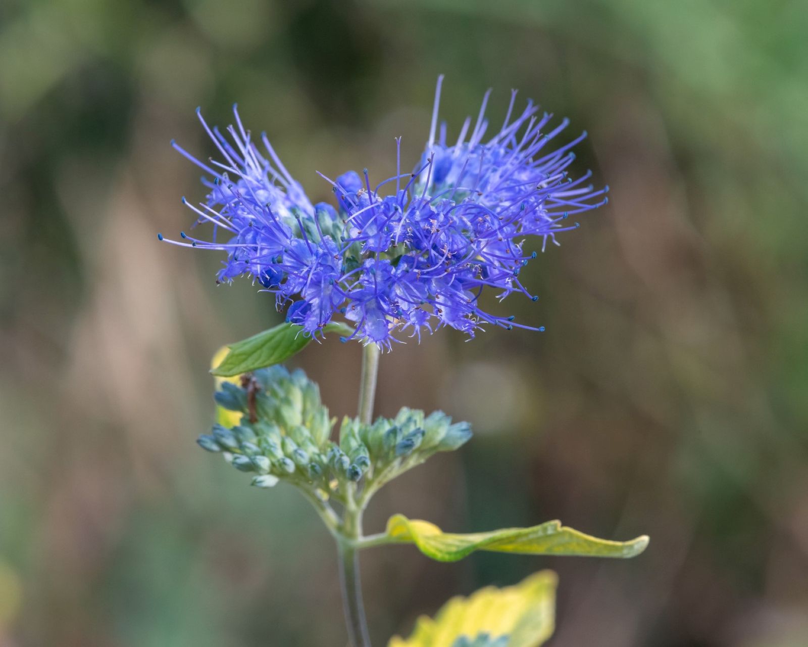 10 garden plants that are safe for cats | Real Homes