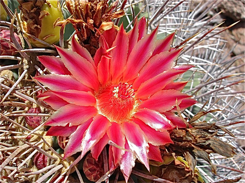 In Photos: Beautiful Cactus Flowers Signal Spring Is Here | Live Science