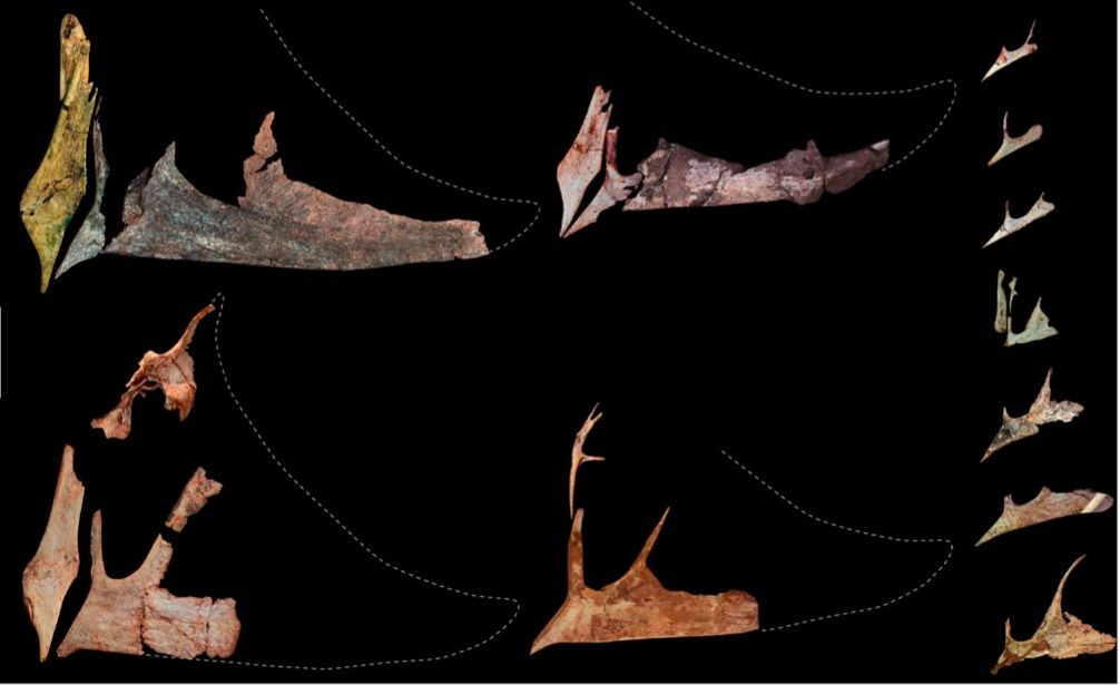 In Images: A Butterfly-Headed Winged Reptile | Live Science