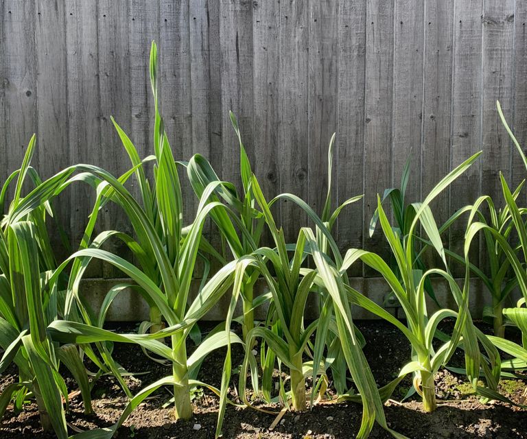 How to grow elephant garlic – expert tips for monster bulbs | Homes and ...