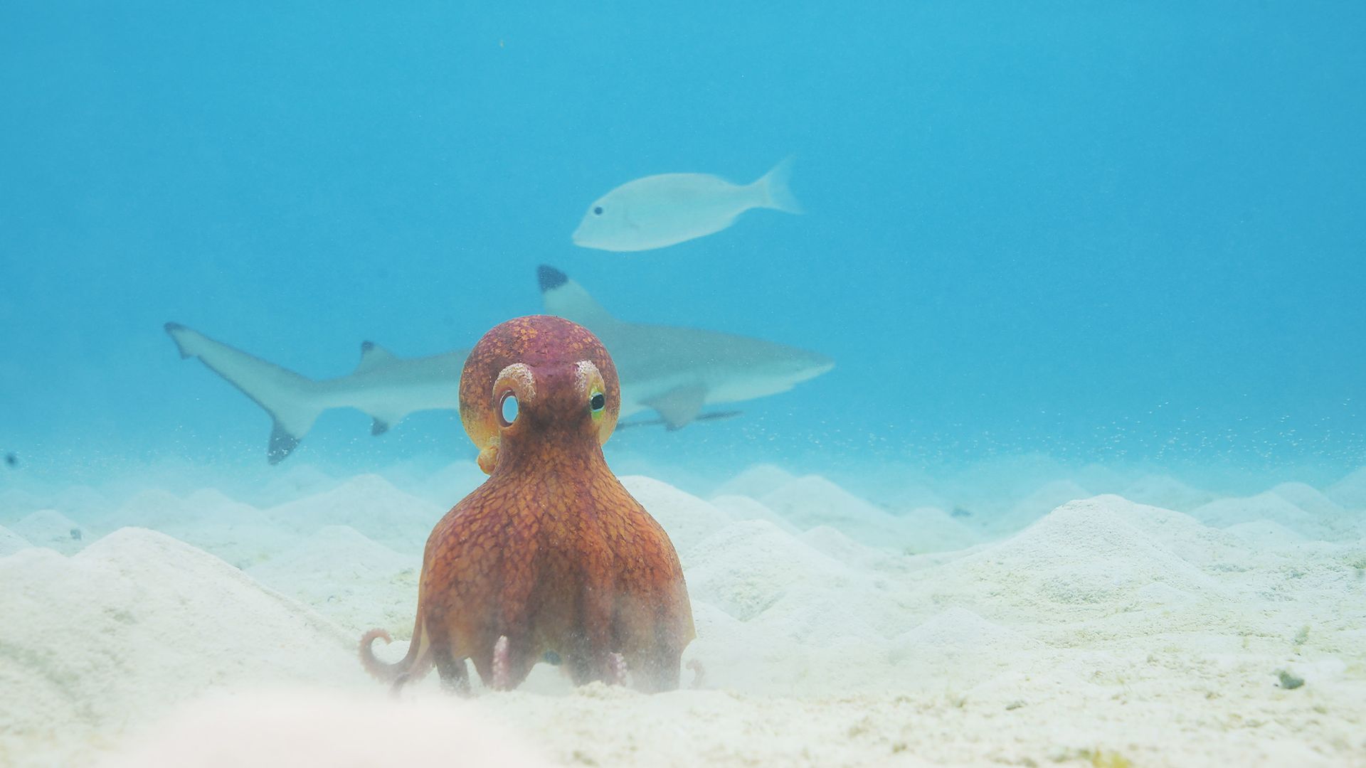 Spy In The Ocean: release date, creatures and all we know | What to Watch