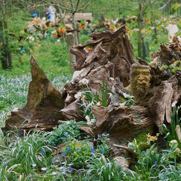 How to make a stumpery for your garden using tree stumps | Ideal Home