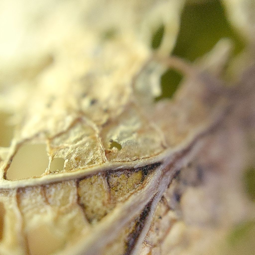 Oppo Find X3 Pro is first phone with built-in microscope | Digital ...