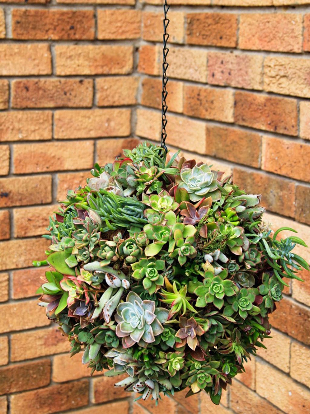 Hanging Succulent Ball Display: Grow A Ball Of Succulents For Your Home ...