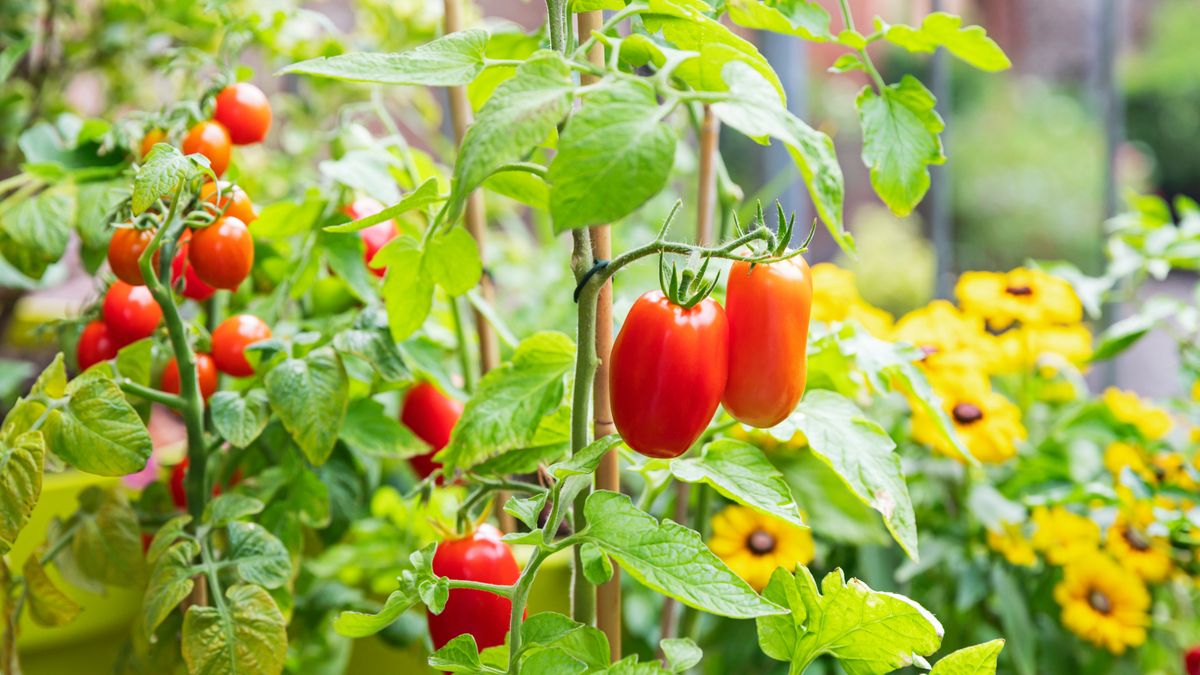 How To Care For Tomato Plants While On Vacation : 4 Pro Tips ...