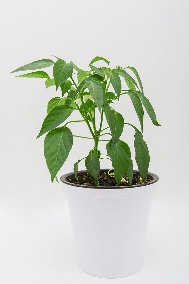 Can You Grow A Pepper Plant Inside: Learn About Growing Peppers Indoors ...