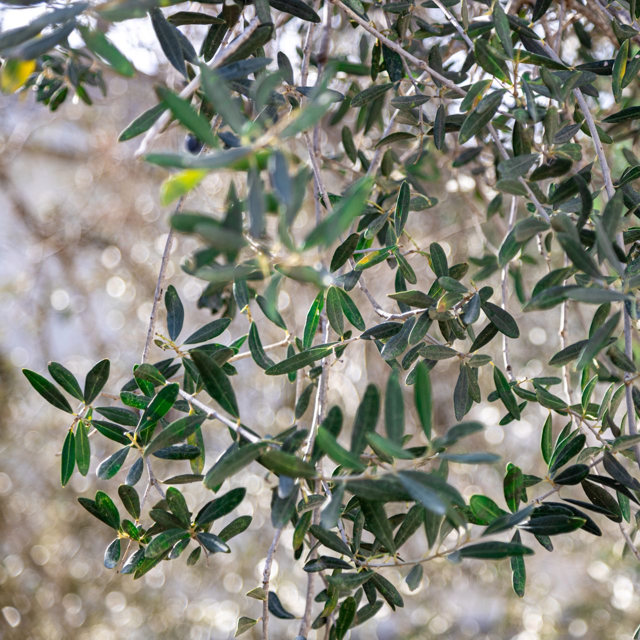 How to prune olive trees - experts share their top tips to keep your ...