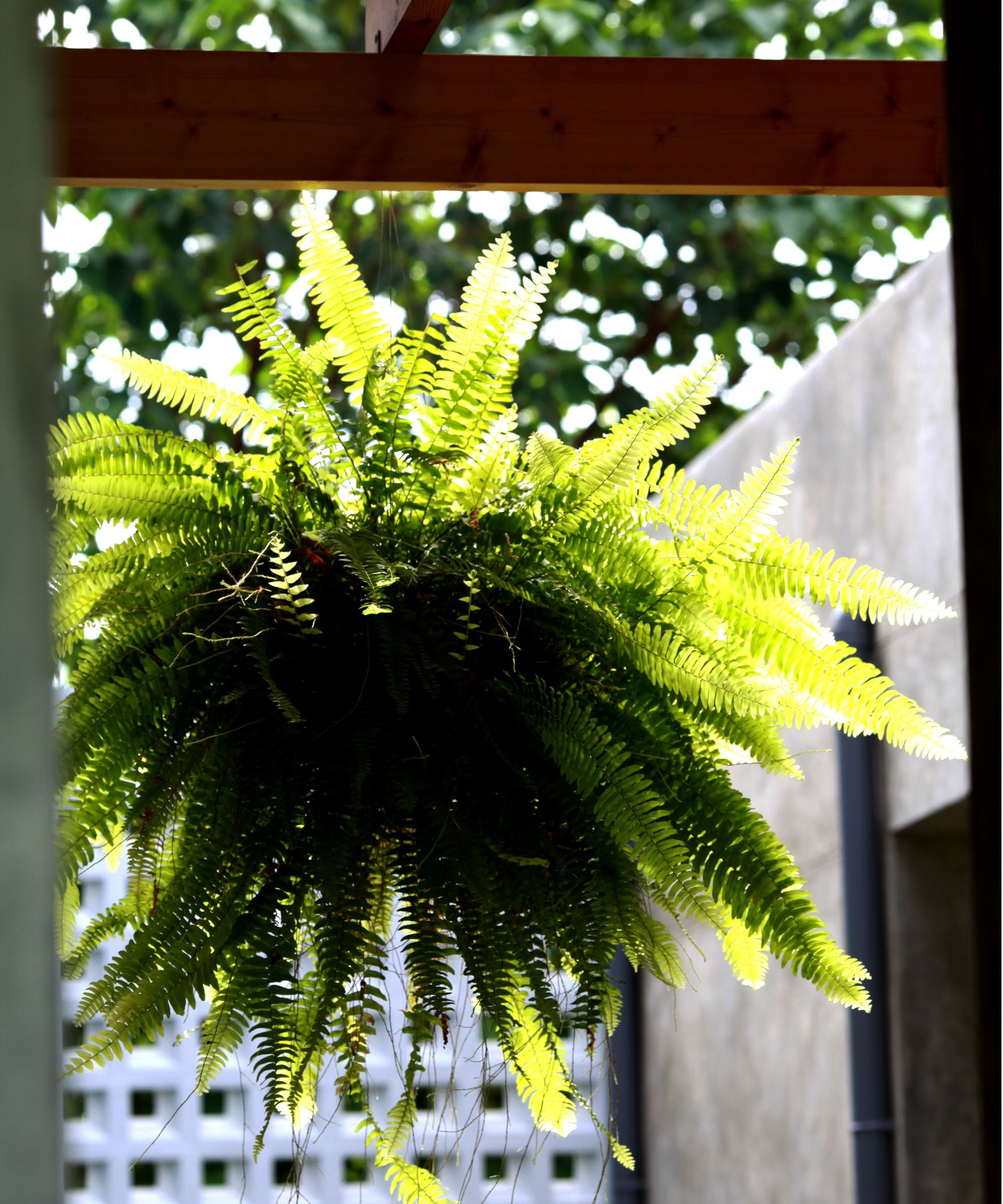 Can you grow Boston ferns outdoors? Expert tips | Homes and Gardens