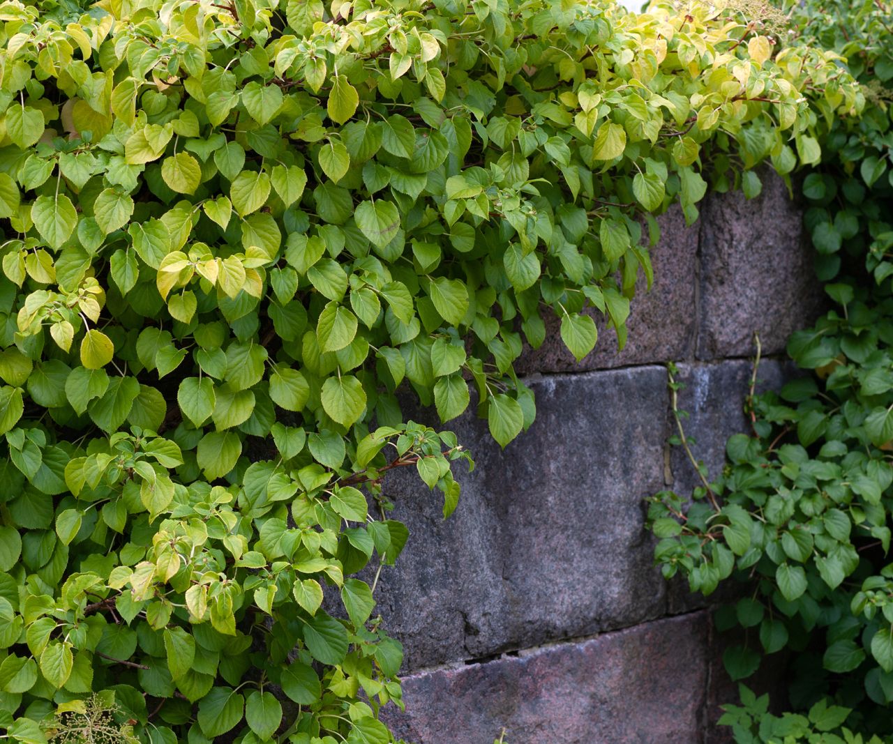 How To Identify Poison Ivy To Prevent A Painful Rash | Gardening Know How
