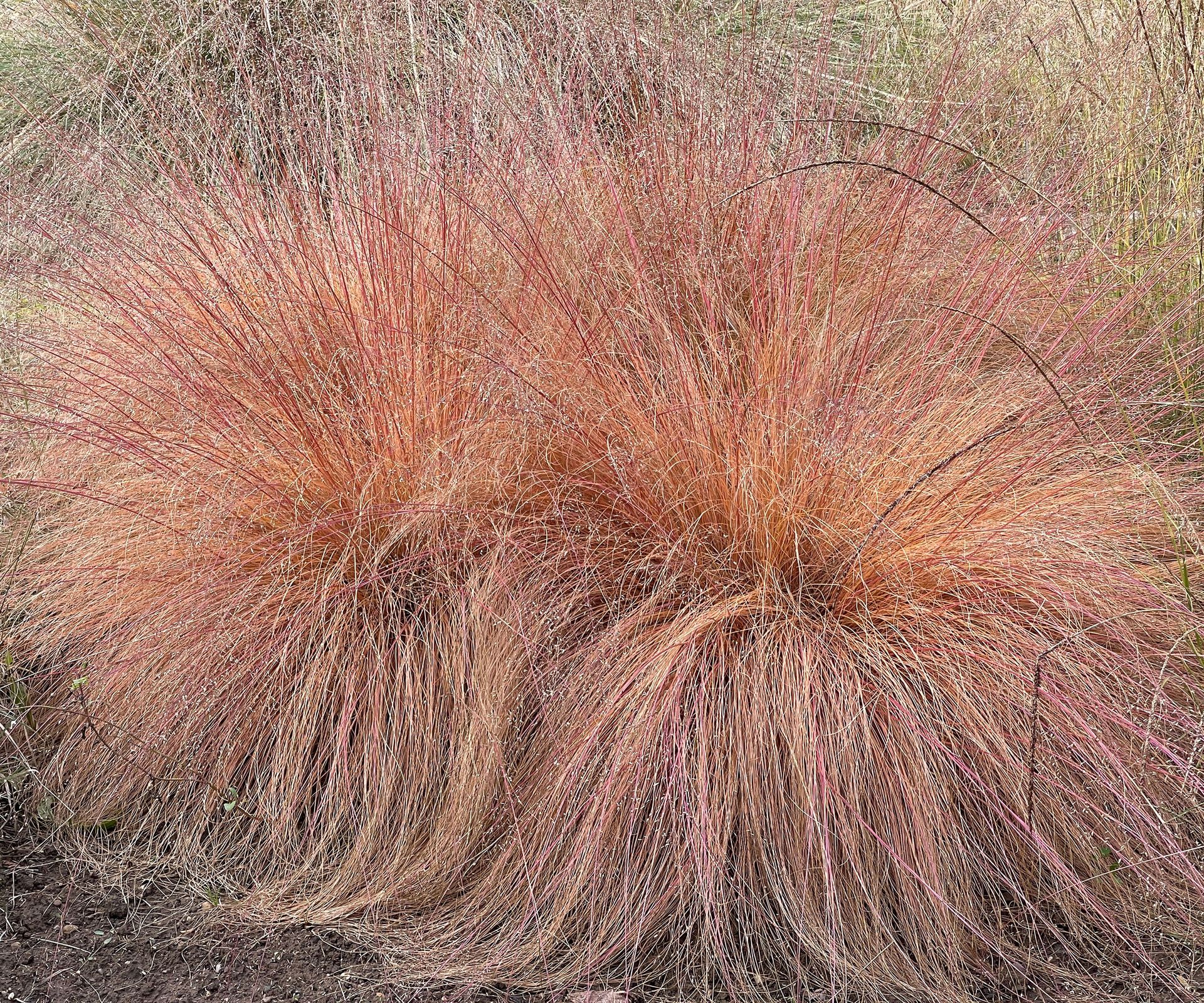 Unique Ornamental Native Grasses For Shape And Movement | Gardening ...