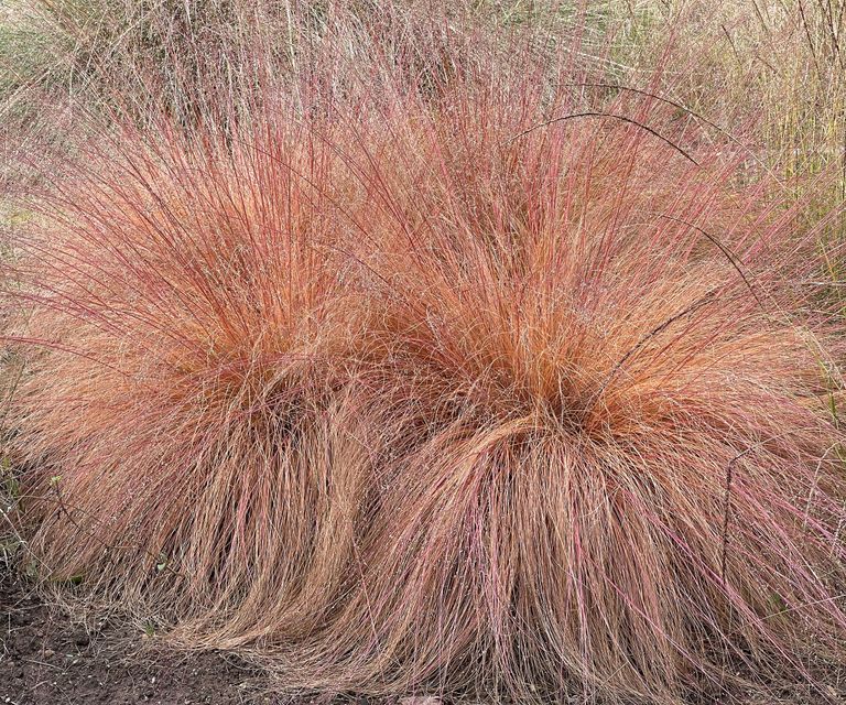 Unique Ornamental Native Grasses For Shape And Movement | Gardening ...