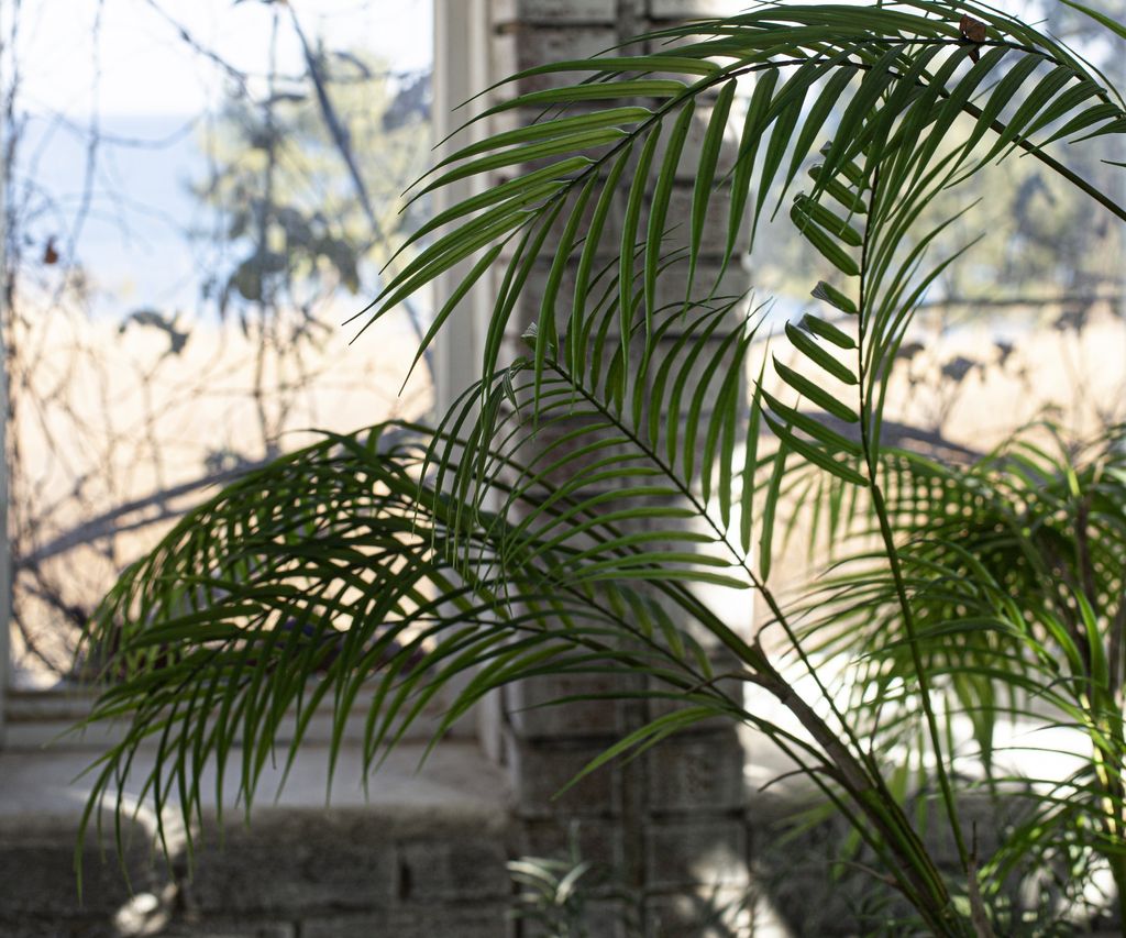 Why is my palm tree turning yellow? 5 reasons and expert solutions ...