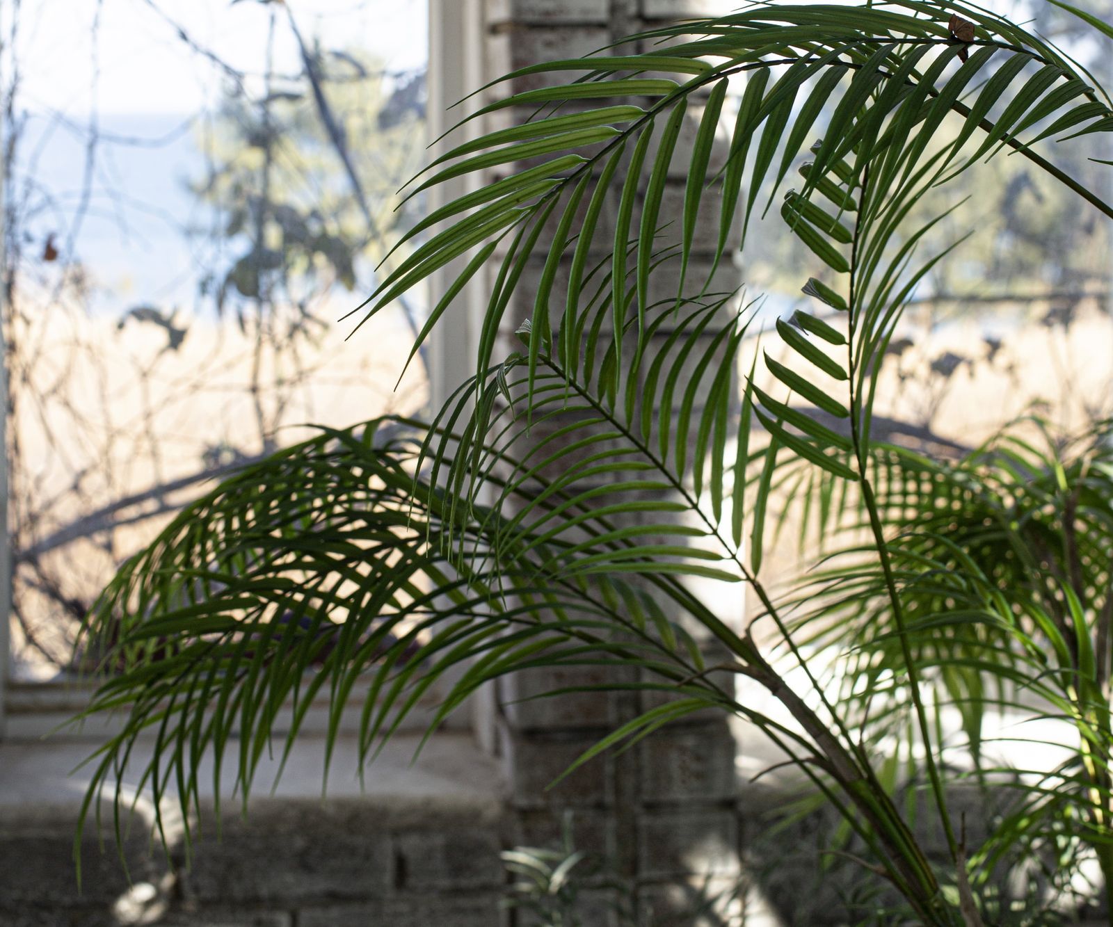 Why is my palm tree turning yellow? 5 reasons and expert solutions | Homes and Gardens