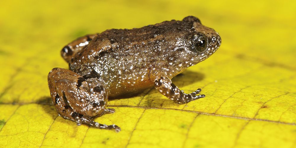 So Tiny! Miniature Frog Species Are Among World's Smallest (Photos ...