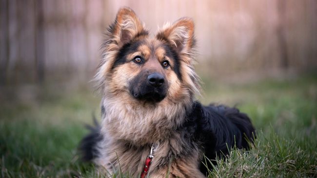 32 best dogs for introverts | PetsRadar