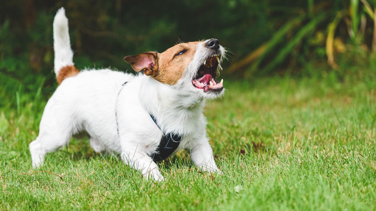 32 funny things dogs do | PetsRadar