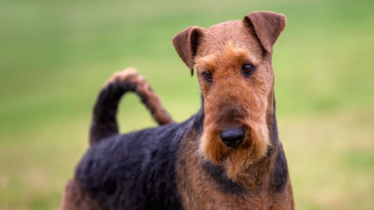 Dogs with beards that will brighten your day | PetsRadar