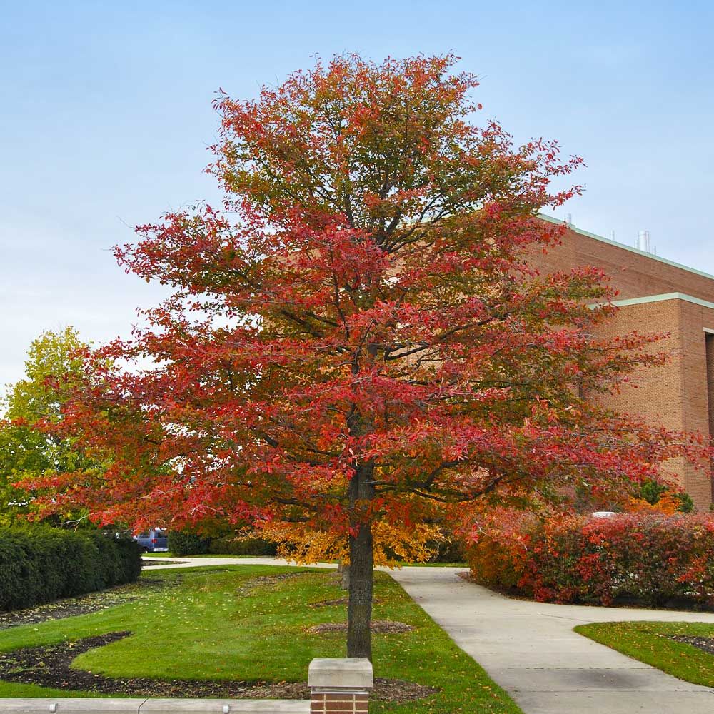 6 best trees that change color with the seasons | Livingetc