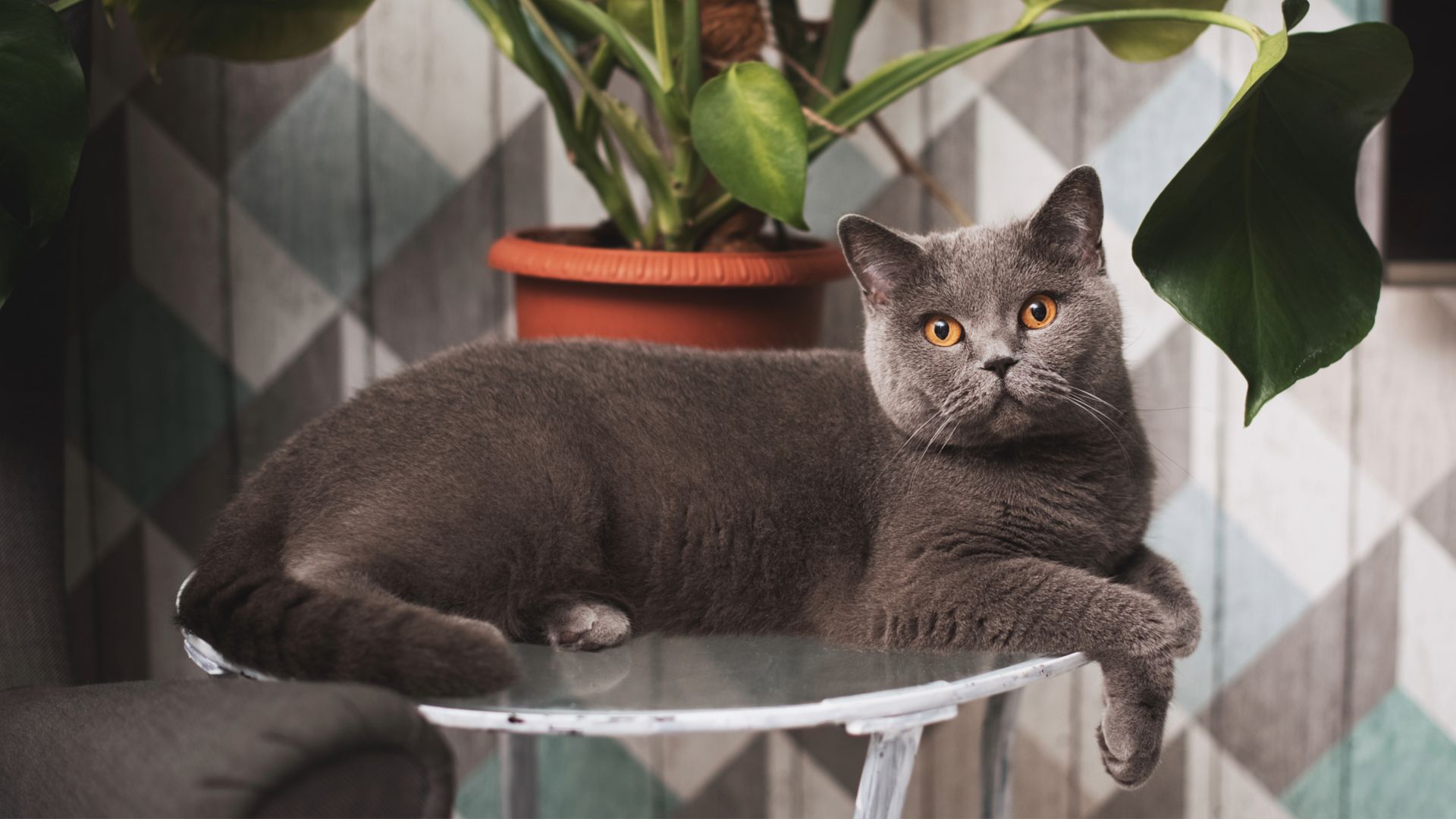 Shorthaired cat breeds that don't require daily grooming | PetsRadar