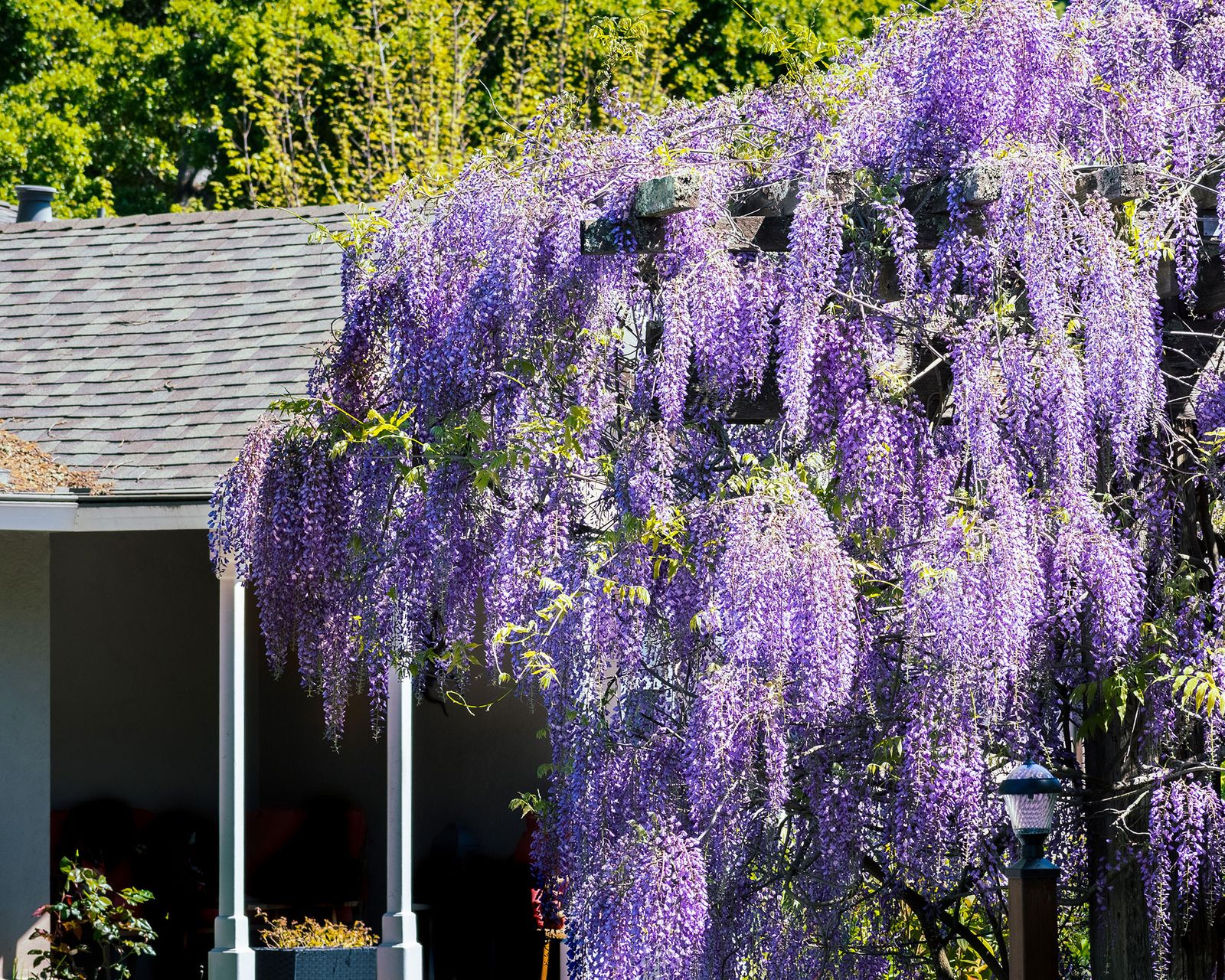 Fast-growing climbing plants: 10 vines for vertical spaces | Gardeningetc