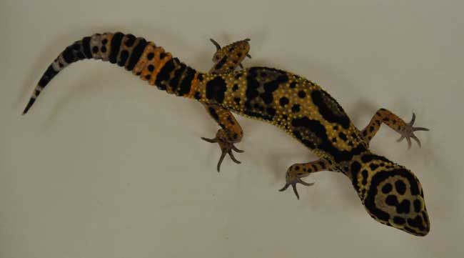 Severed Lizard Tail Has a Mind of Its Own | Live Science
