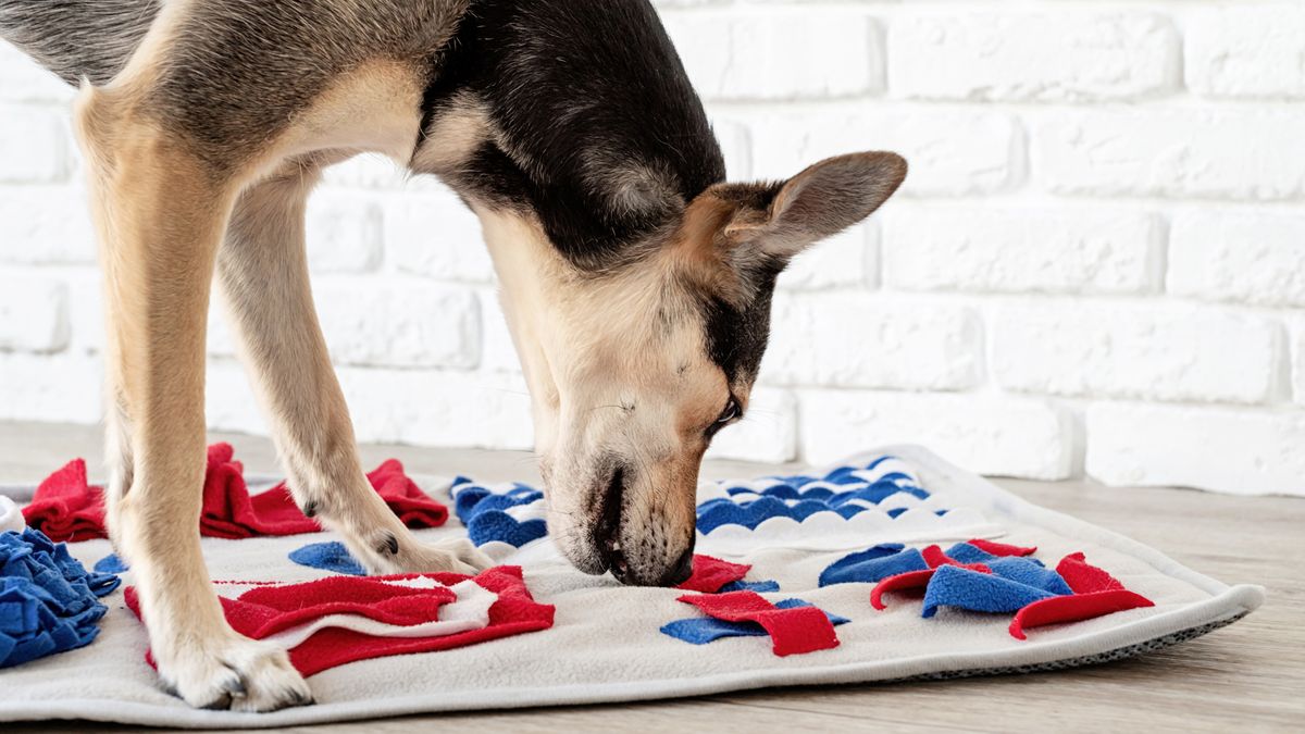 Best snuffle mats for dogs 2025: keep your pooch stimulated | PetsRadar
