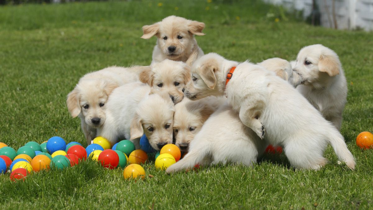 These Are The Most Popular Dog Breeds In Europe | Marie Claire UK