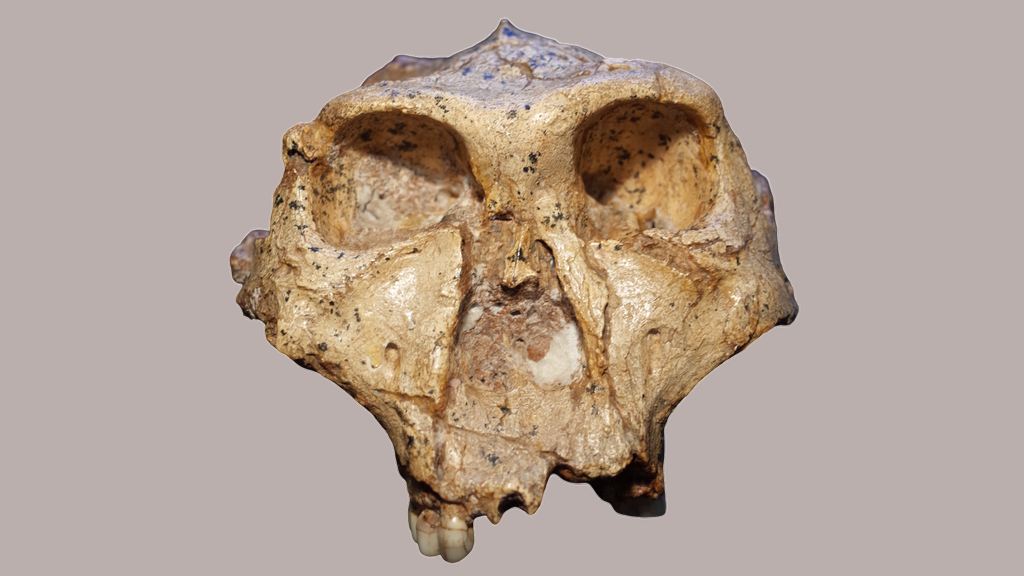 Strange pits on 'hobbit' teeth and other archaic humans could reveal ...