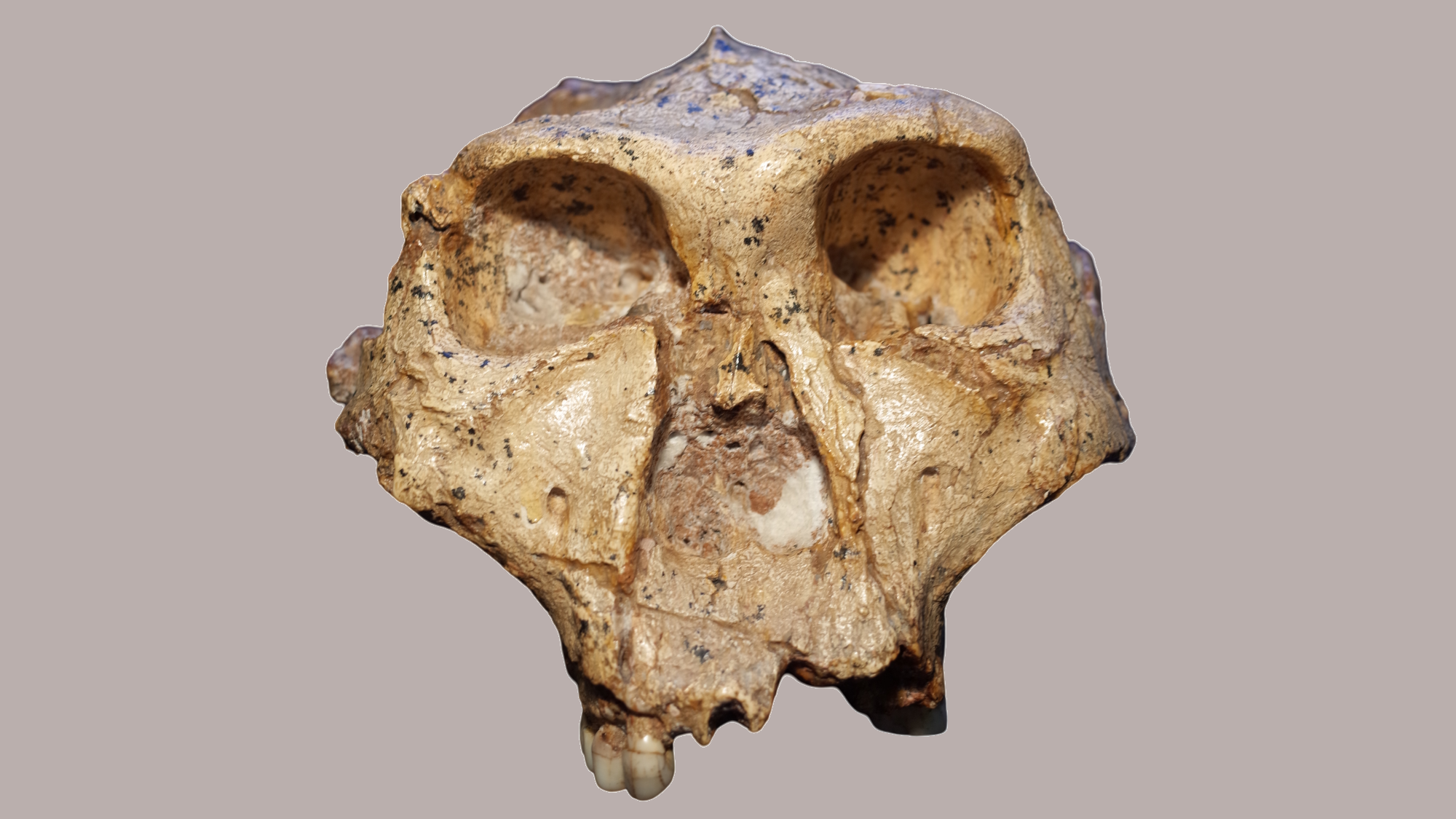 Strange pits on 'hobbit' teeth and other archaic humans could reveal ...