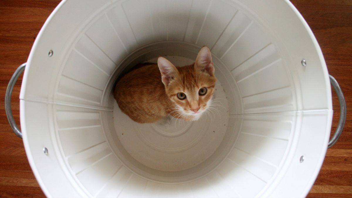 32 ways to kitten proof your home | PetsRadar
