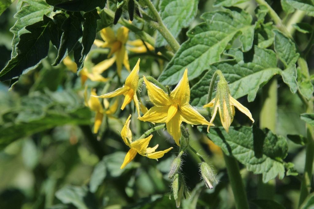 What Are Hermaphroditic Plants - Learn About Hermaphroditic Plants In ...