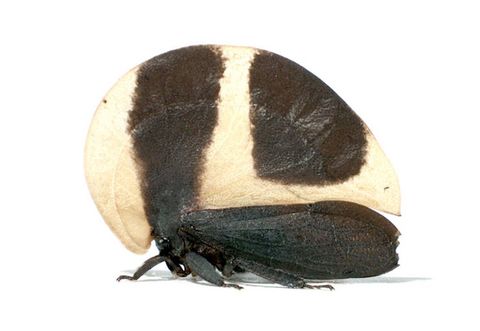 Crazy Beautiful: Gallery of Treehopper Helmet Designs | Live Science