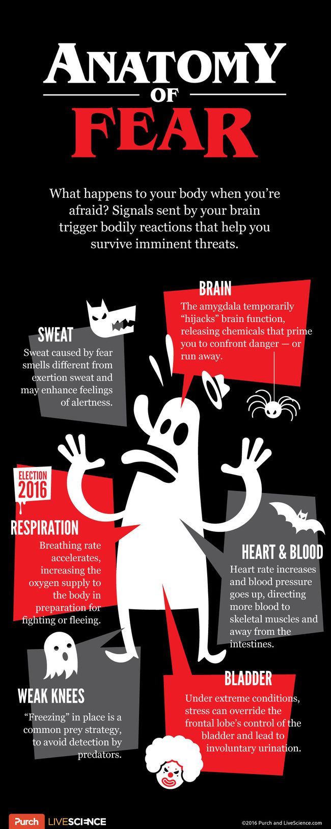 The Anatomy of Fear (Infographic) | Live Science