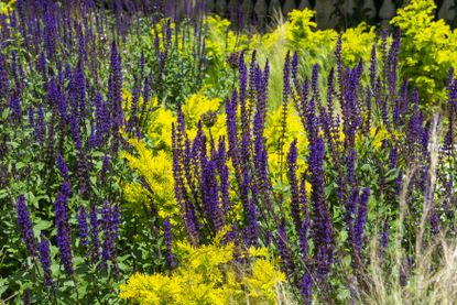 Garden color schemes – the palettes landscape designers love | Livingetc