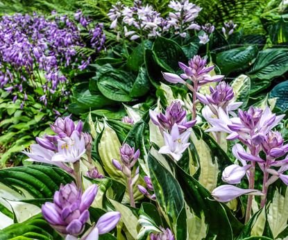 Hostas care and growing guide: tips for these foliage plants | Homes ...