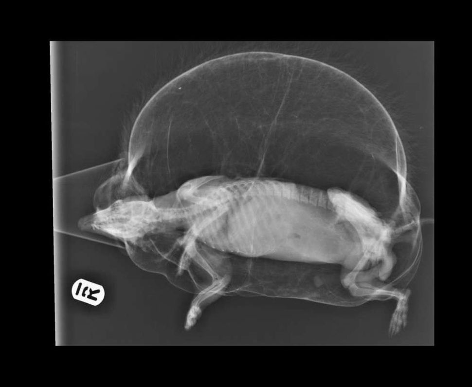 Rare 'Balloon Syndrome' Causes Hedgehog to Puff Up Like a Beach Ball ...