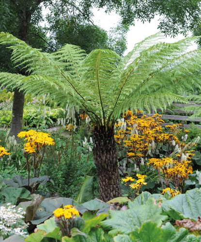 Monty's Don's tip for protecting tree ferns in winter | Gardeningetc