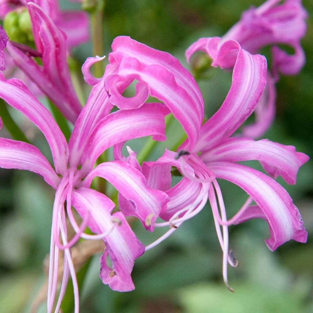 The best autumn-flowering bulbs to plant this August | Ideal Home