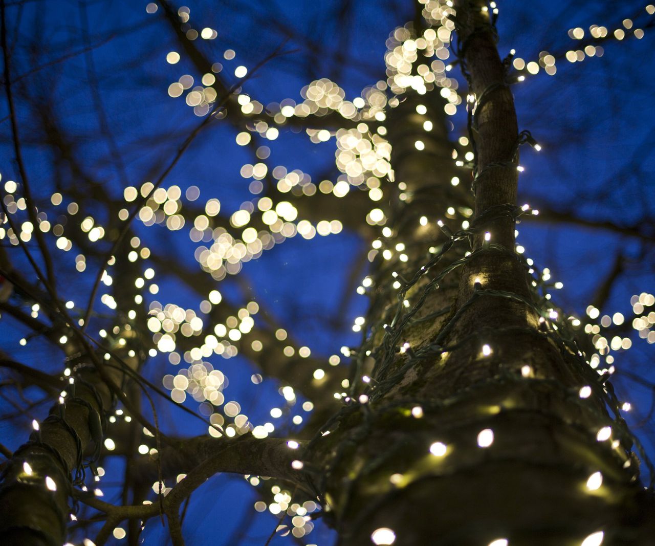 How To Put Lights On A Tree Outside – The Right Way | Gardening Know How