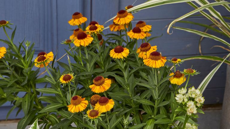 When to cut back rudbeckia - what the experts say | Ideal Home