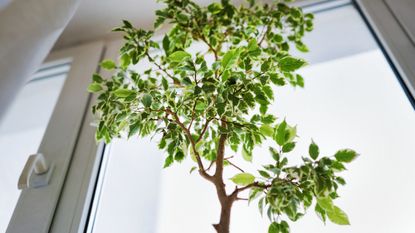 4 Small Ornamental Trees to Grow Indoors for a Mini Forest | Gardening ...