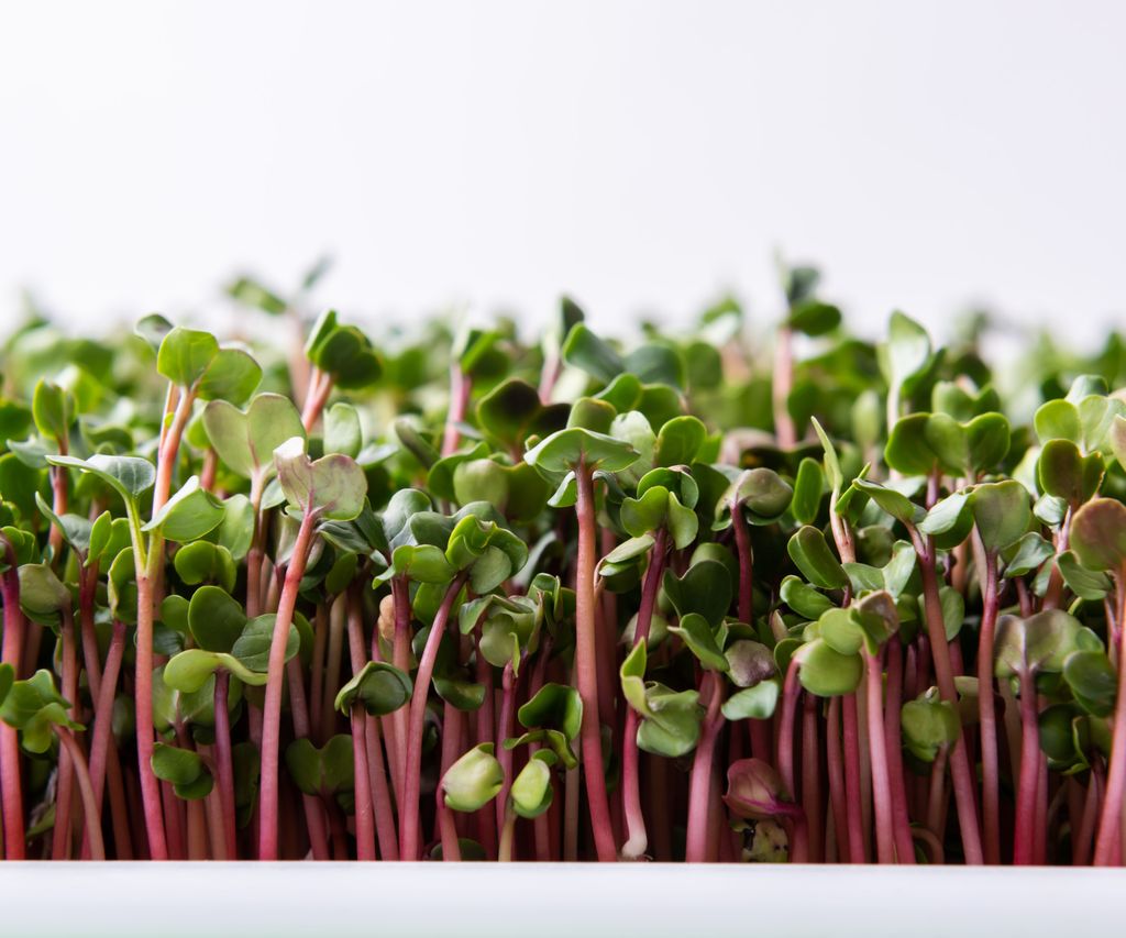 Fast-growing vegetables: 10 crops for rapid results | Homes and Gardens