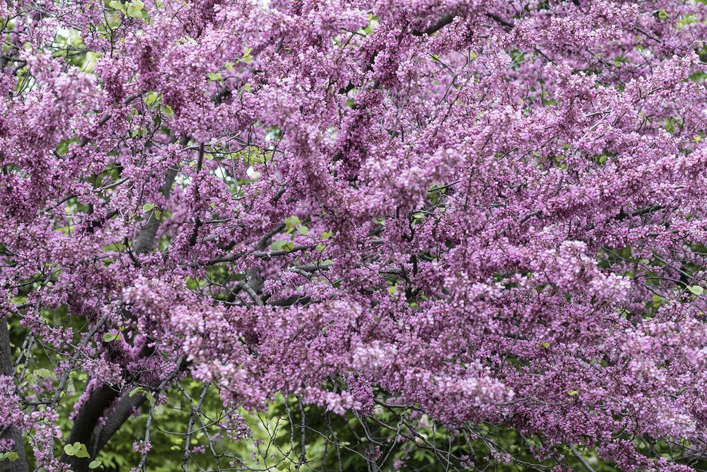 Best trees for shade: including fast-growing varieties | Homes and Gardens