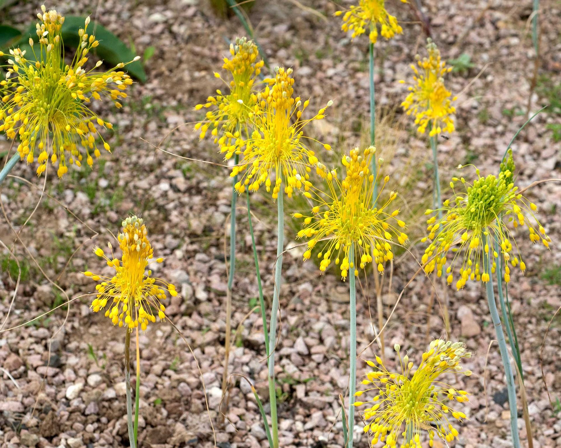 Types of alliums: 15 beautiful bulbs for your garden | Gardeningetc